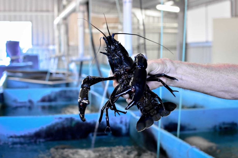 Perth Travel Guide - Perth 7-days Itinerary For Fun-filled Australia