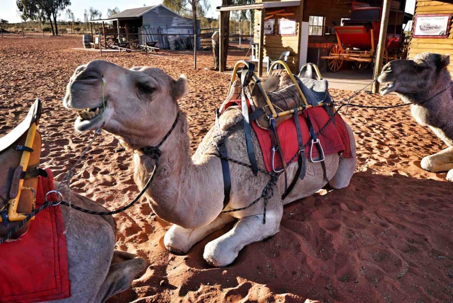 Uluru Camel Ride To Sunrise - Great Outback Expedition On Gentle Giants