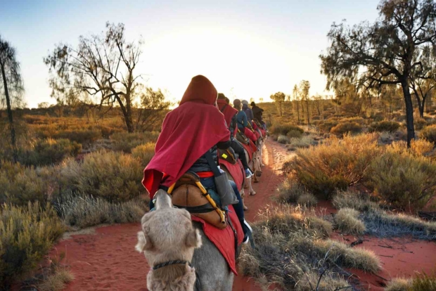 Uluru Camel Ride To Sunrise - Great Outback Expedition On Gentle Giants