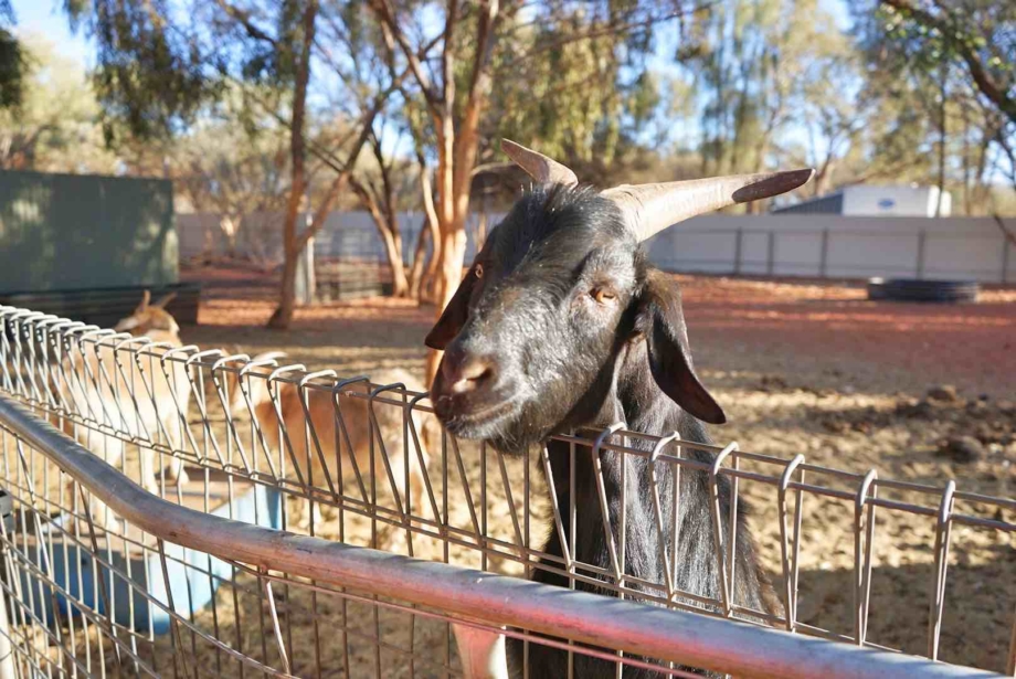 Uluru Camel Ride To Sunrise - Great Outback Expedition On Gentle Giants