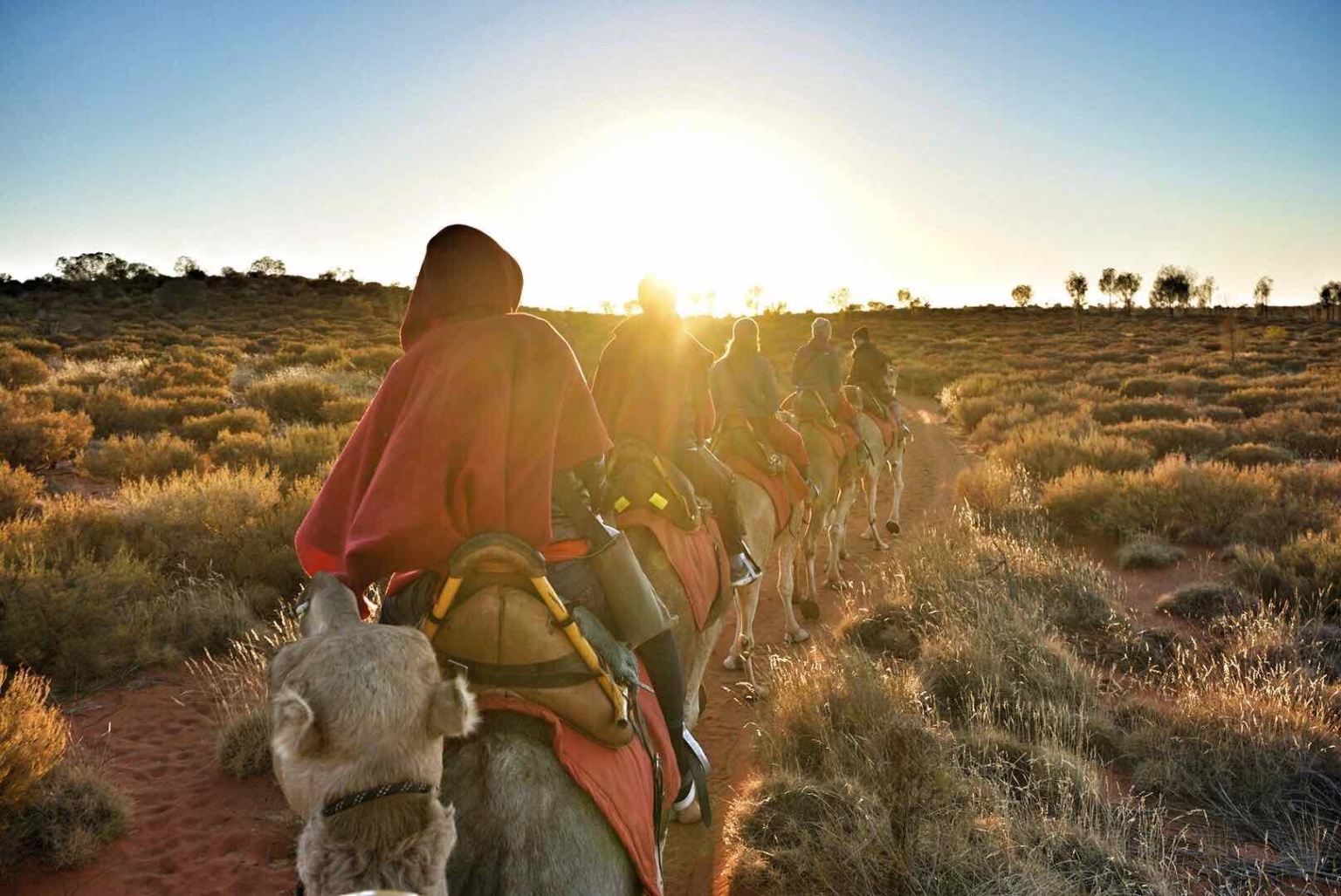 Uluru Camel Ride To Sunrise - Great Outback Expedition On Gentle Giants