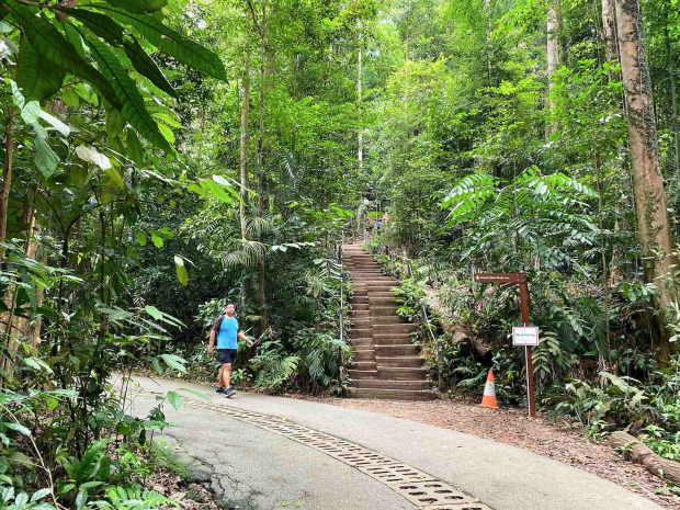 Bukit Timah Nature Reserve - Explore Singapore Hidden Nature Gem