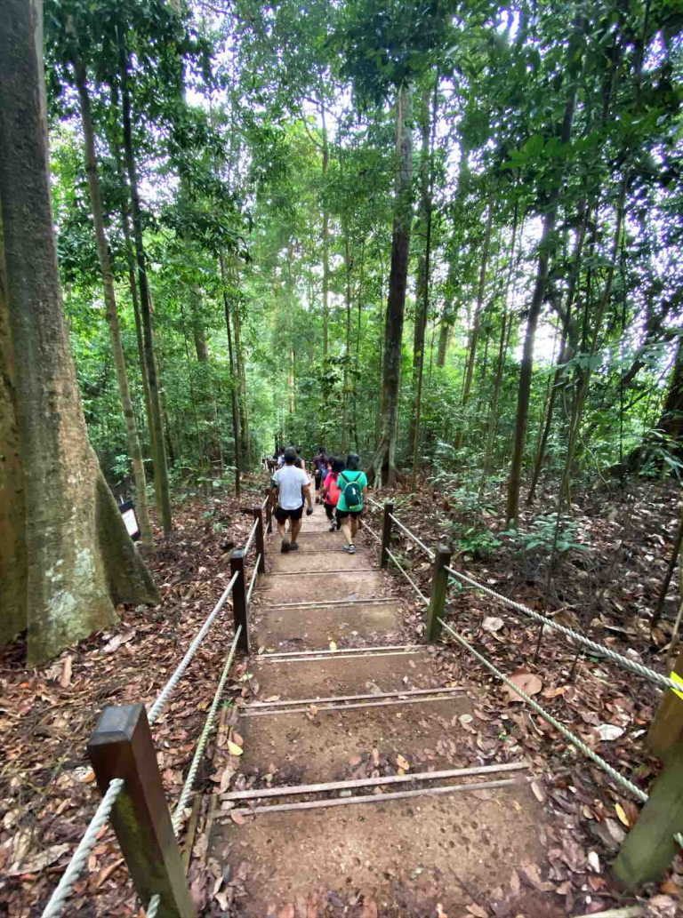 Bukit Timah Nature Reserve - Explore Singapore Hidden Nature Gem