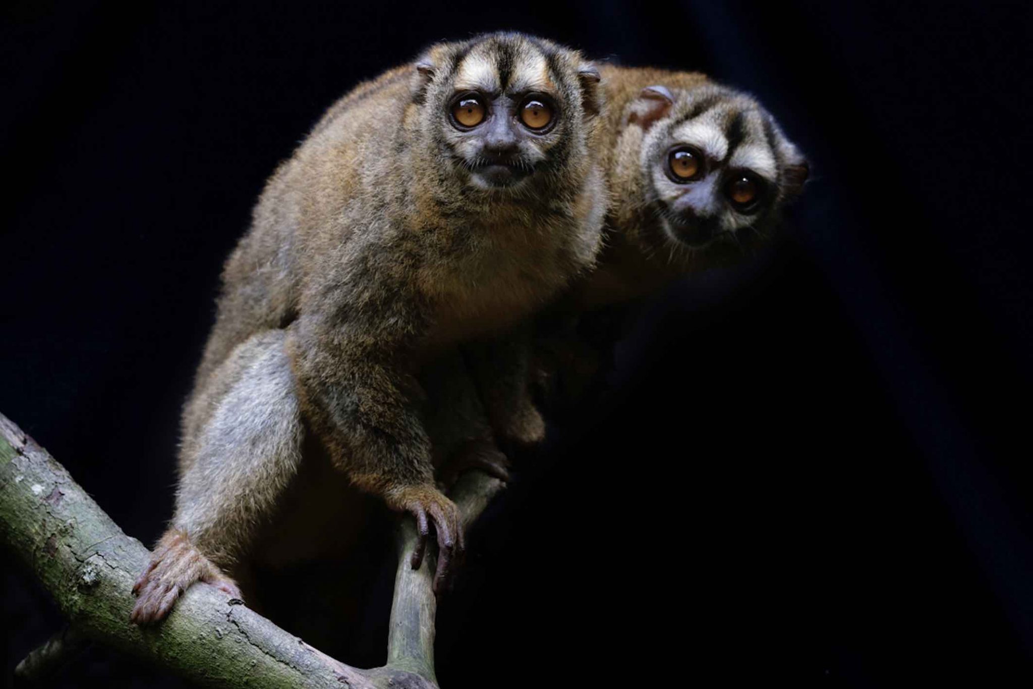 Singapore Night Safari Introduces New Civet Exhibit & New Species Debut