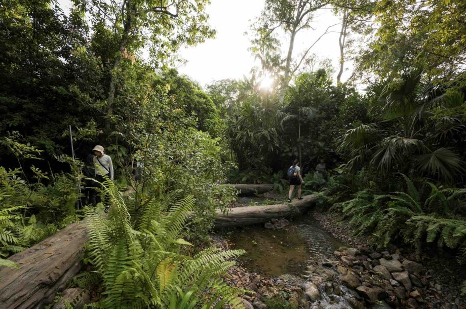 Rainforest Wild Asia Singapore: Your Ultimate Rainforest Adventure