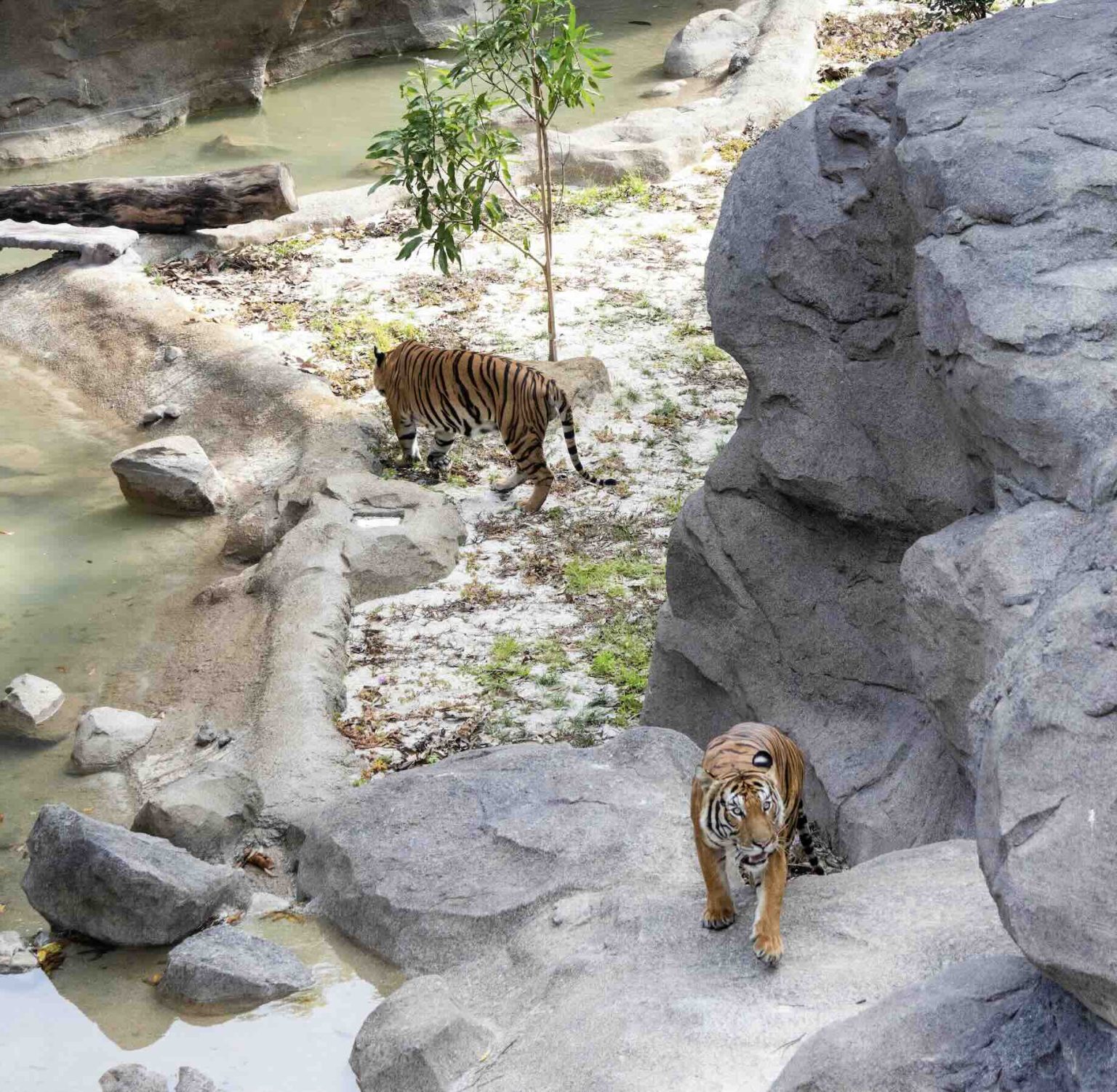 Rainforest Wild Asia Singapore: Your Ultimate Rainforest Adventure